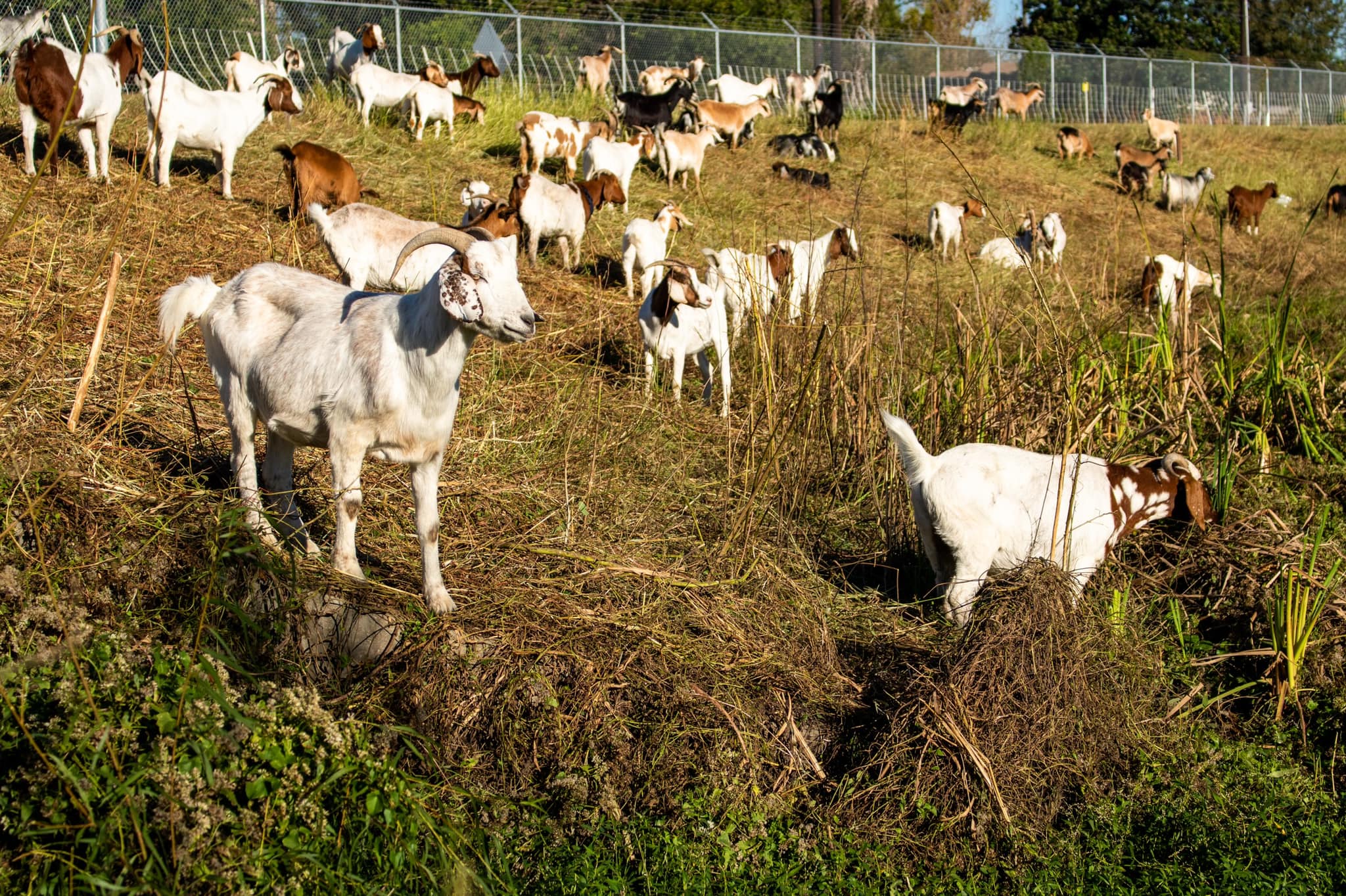 Flood control goat project delayed | Lavaca County Today